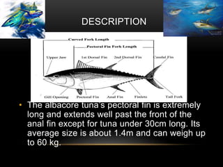 Life cycle of an albacore tuna presantation | PPTX | Fish and Aquariums ...