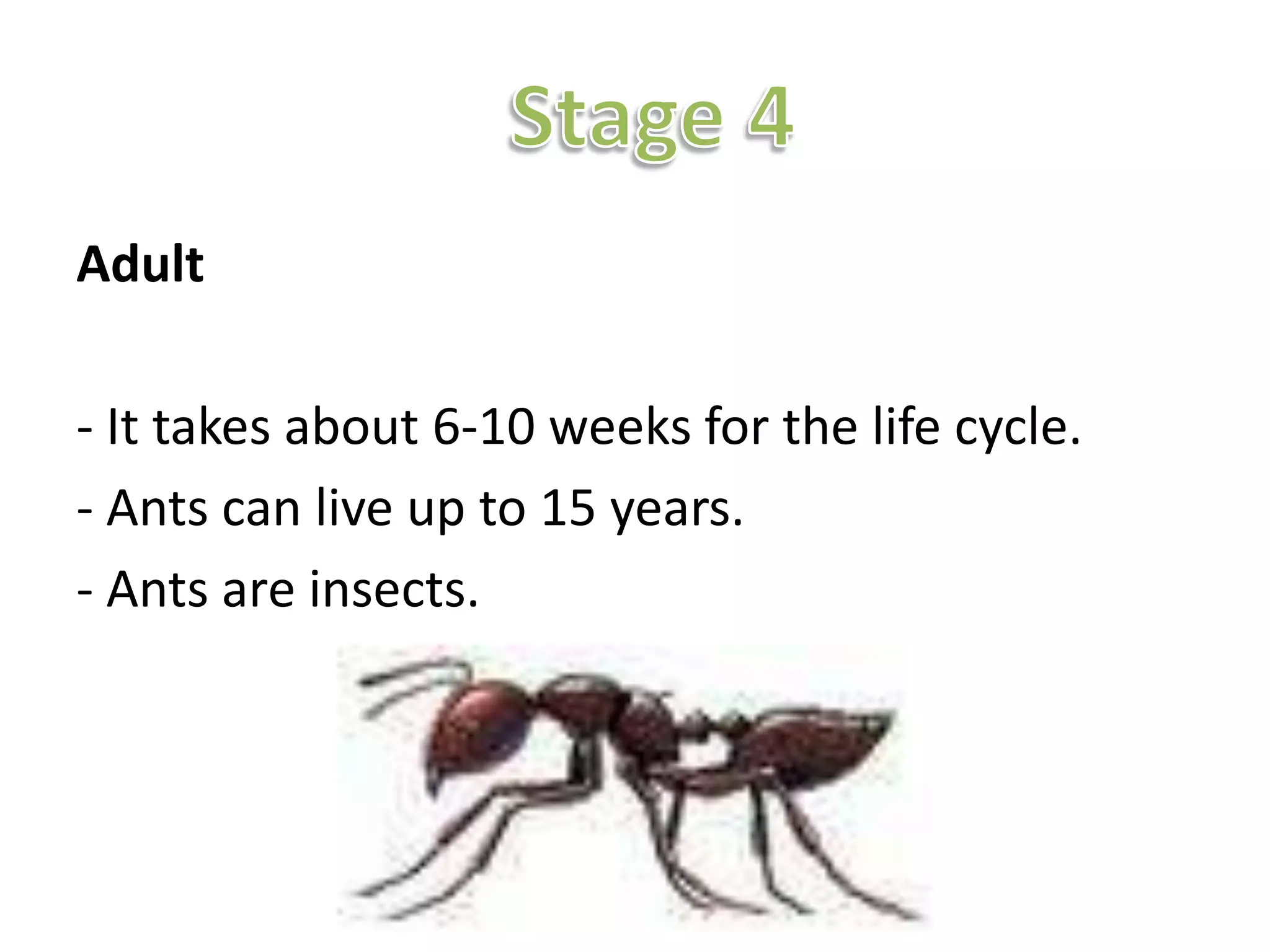 Life Cycle Of An Ant | PPTX