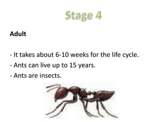 Life Cycle Of An Ant | PPTX