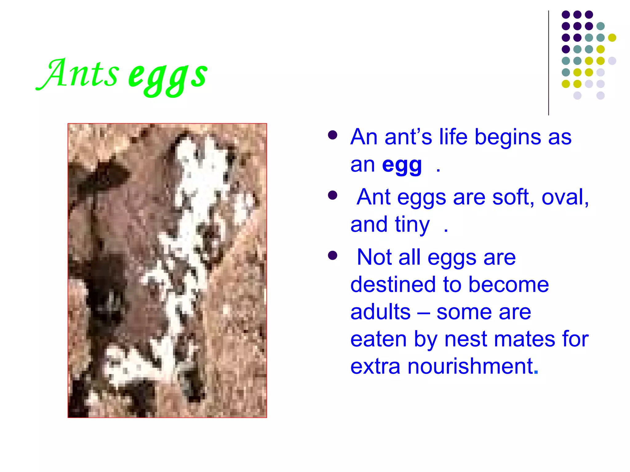 Life cycle of an ant’s | PPT