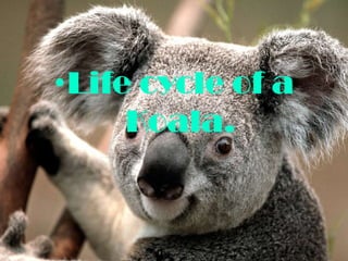 Life cycle of animals. | PPTX