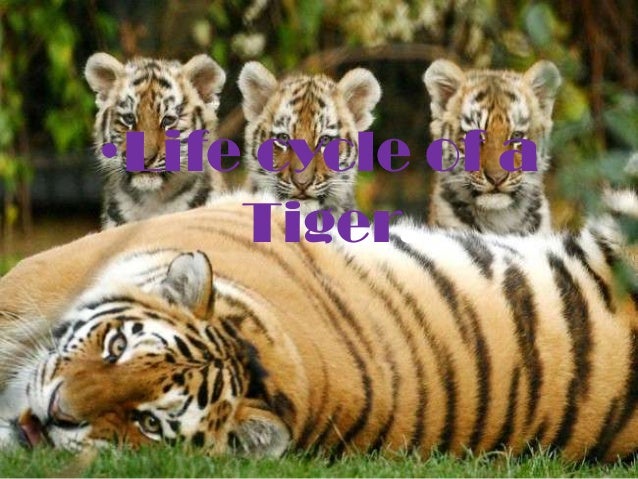 Tiger Life Cycle Stages