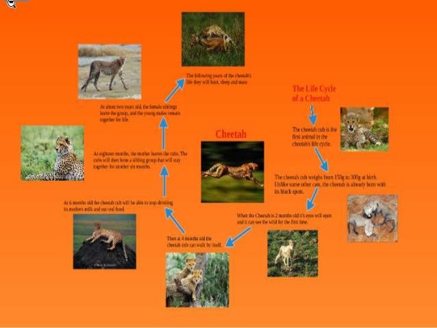 Life Cycle Of A Cheetah