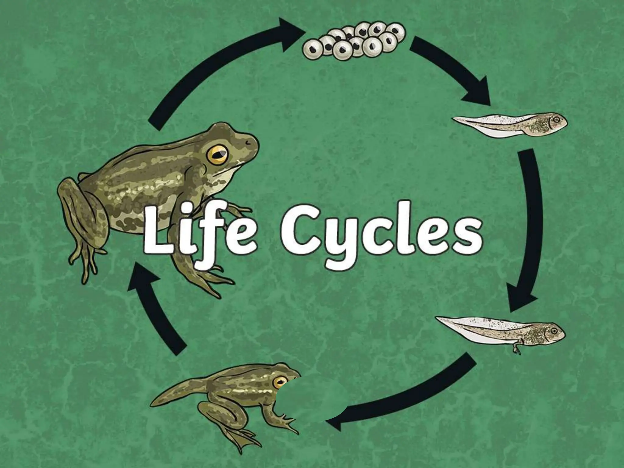Important fact of Life cycle of animals.pptx