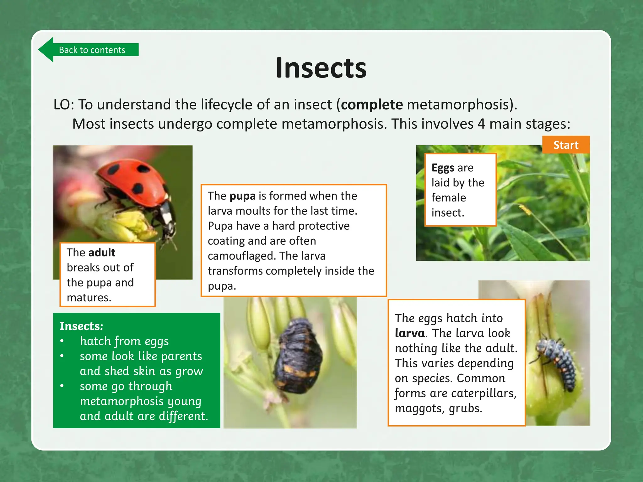 Important fact of Life cycle of animals.pptx
