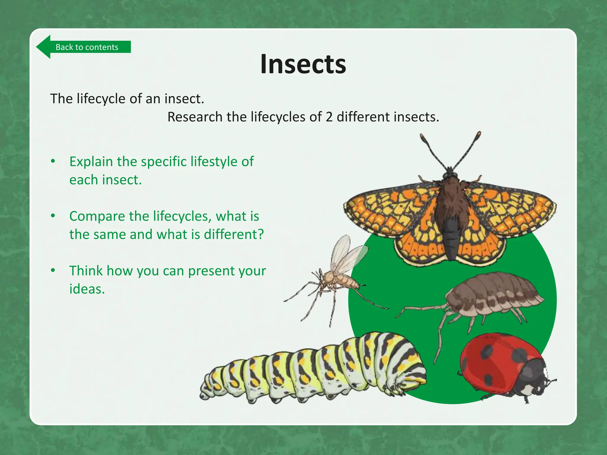 Important fact of Life cycle of animals.pptx