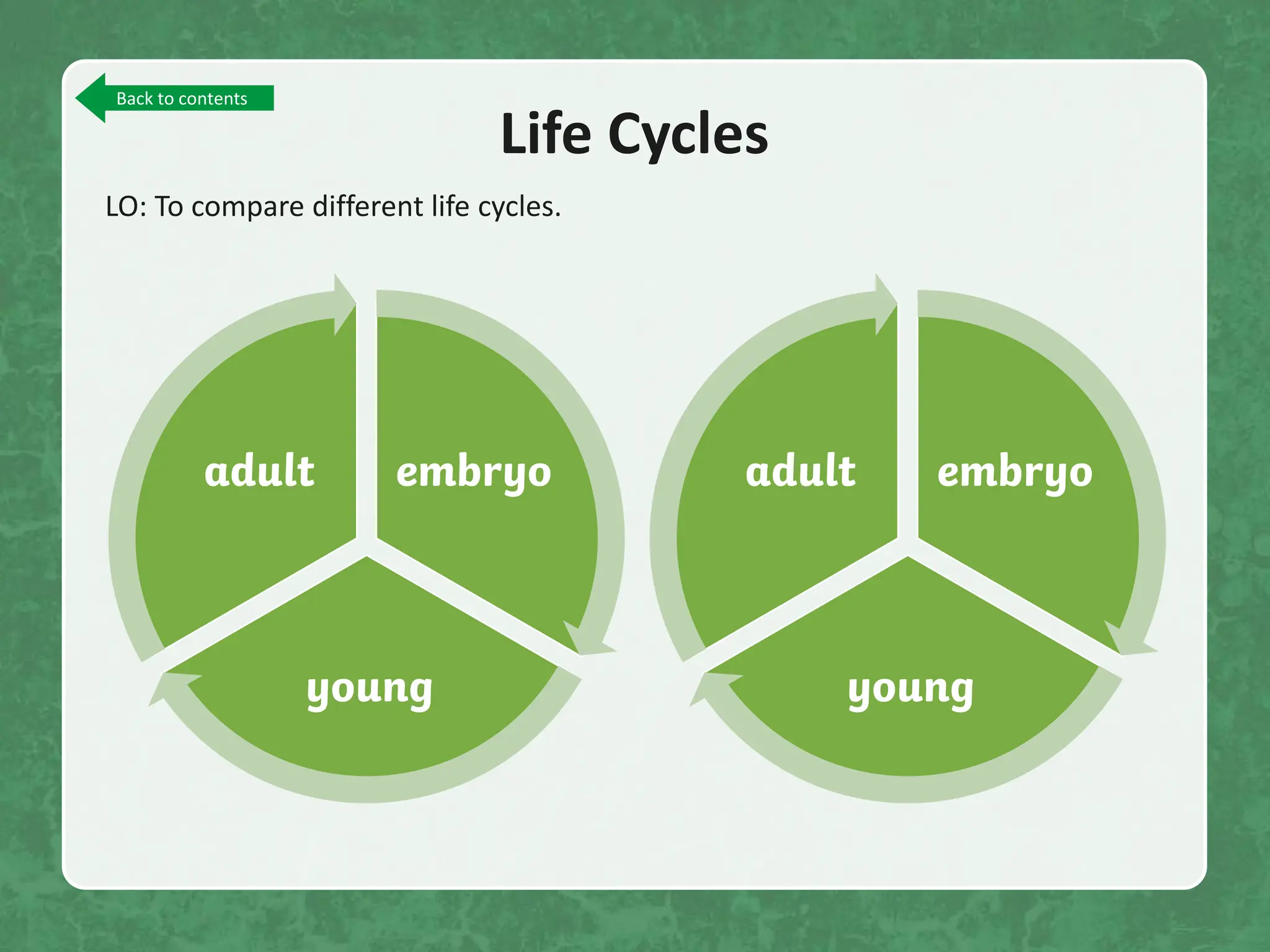 Important fact of Life cycle of animals.pptx