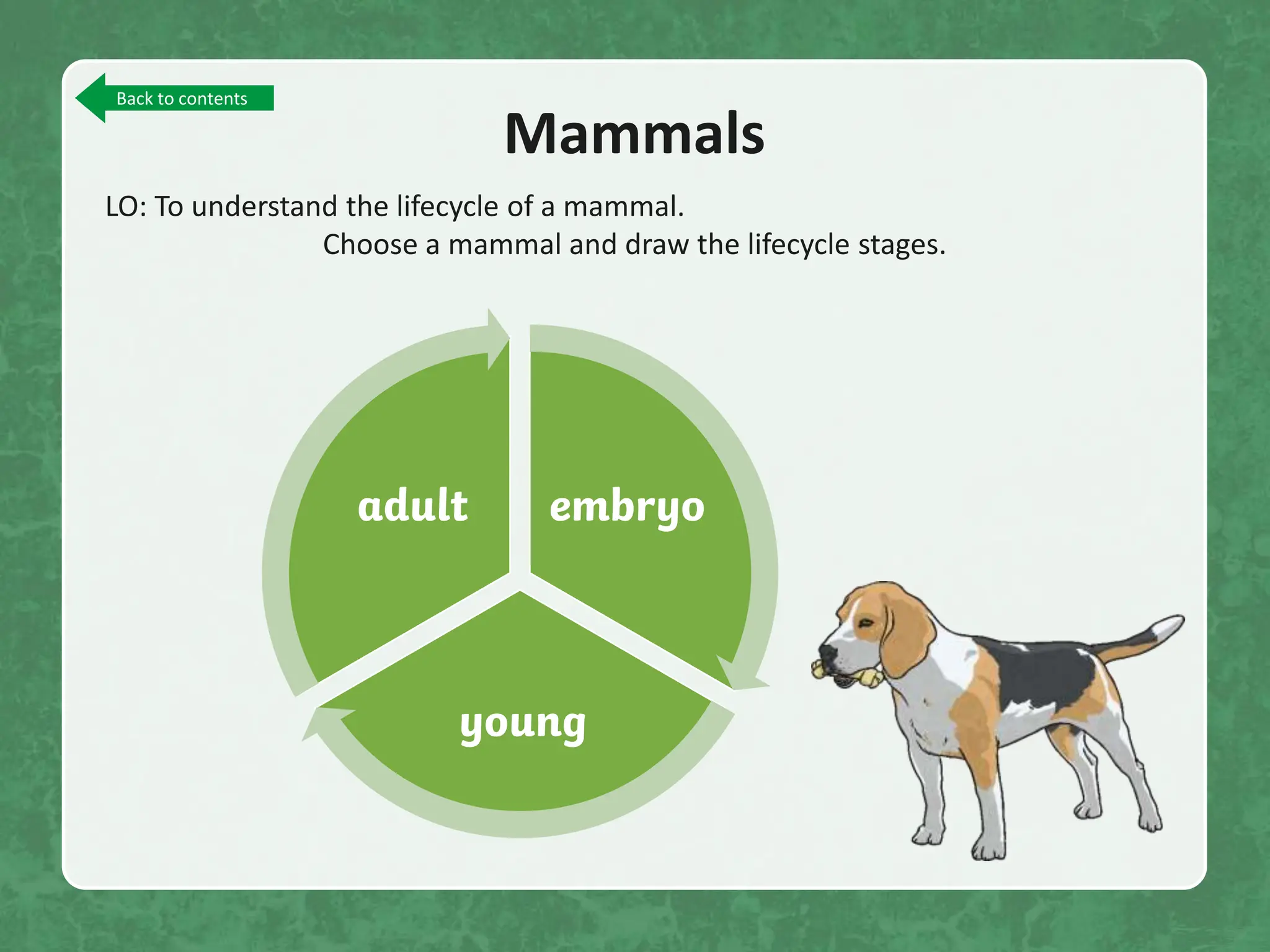 Important fact of Life cycle of animals.pptx