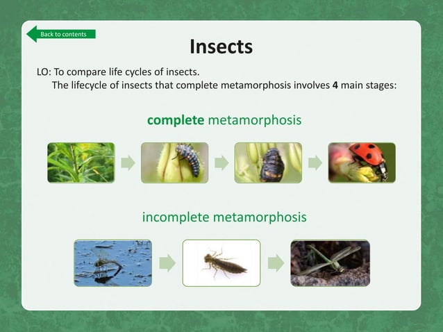 Important fact of Life cycle of animals.pptx