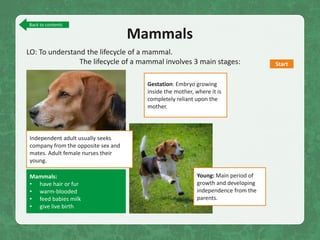 Important fact of Life cycle of animals.pptx