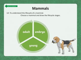 Important fact of Life cycle of animals.pptx
