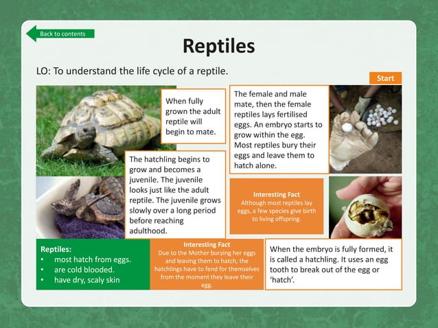 Important fact of Life cycle of animals.pptx
