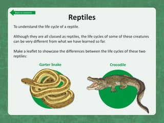 Important fact of Life cycle of animals.pptx