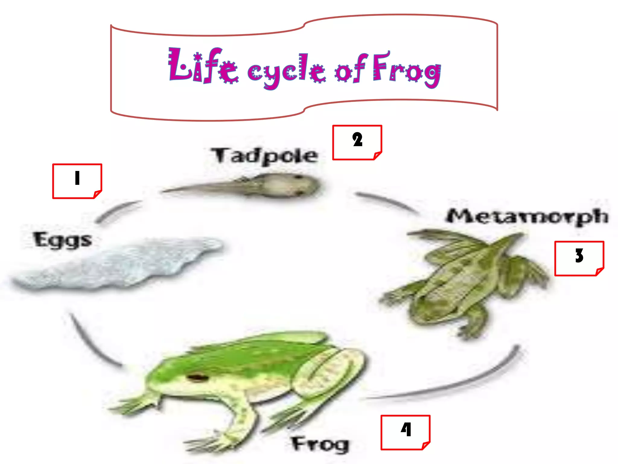 Life cycle of animals & worksheet | PPSX