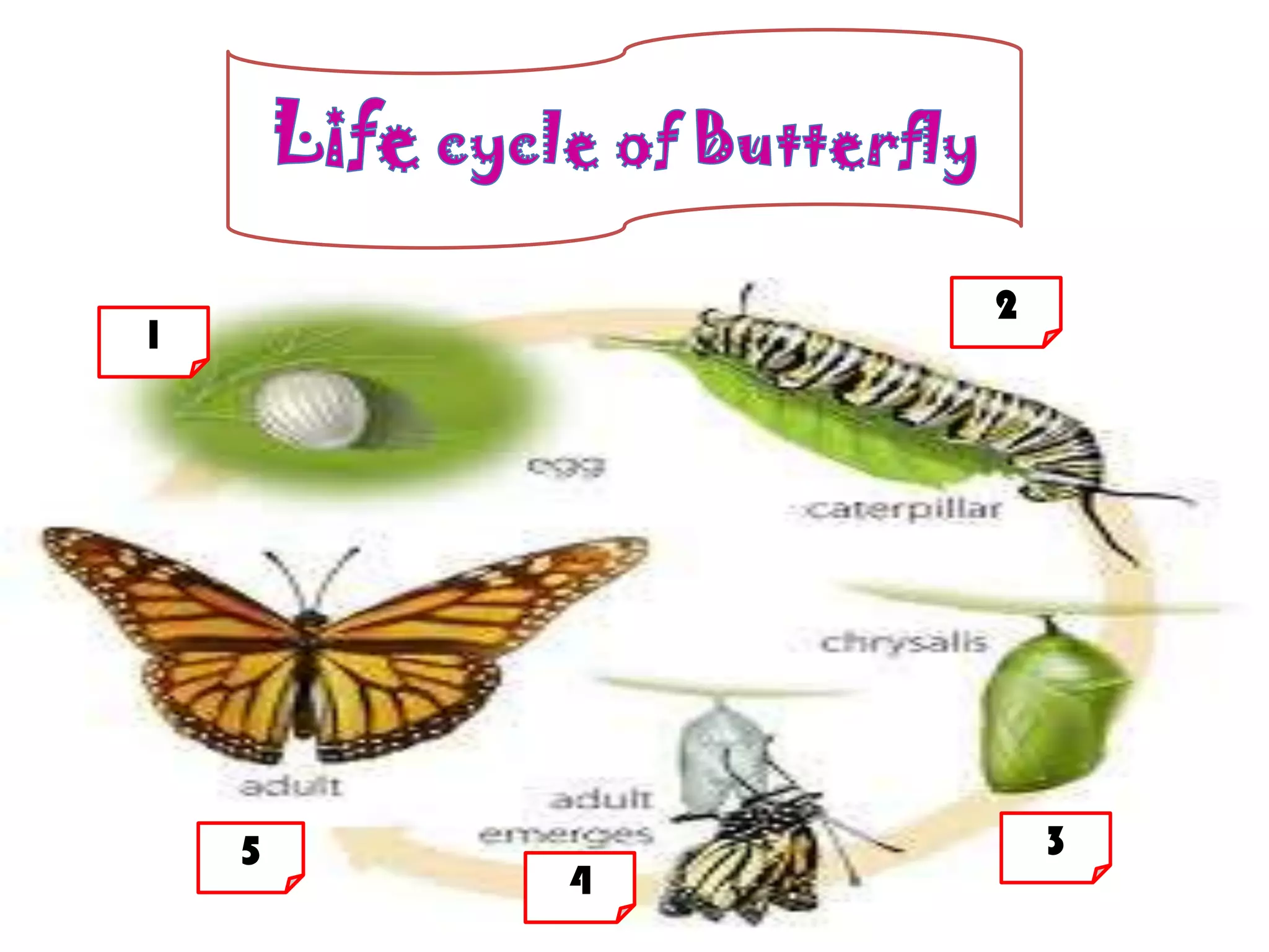 Life cycle of animals & worksheet | PPSX