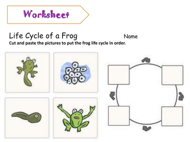 Life cycle of animals & worksheet | PPSX