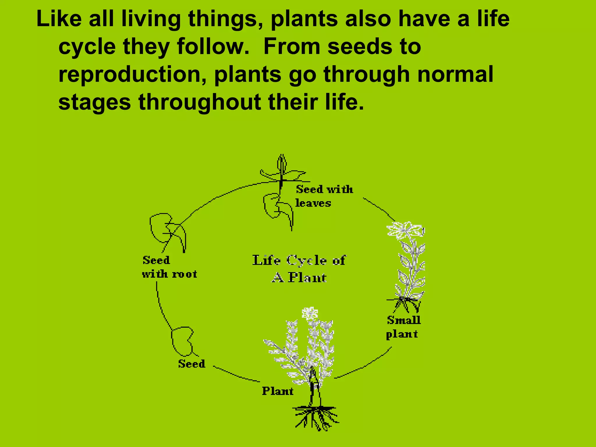 Life Cycle Of A Plant | PPT