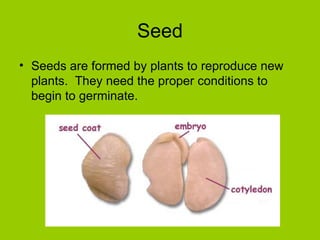 Life Cycle Of A Plant | PPT