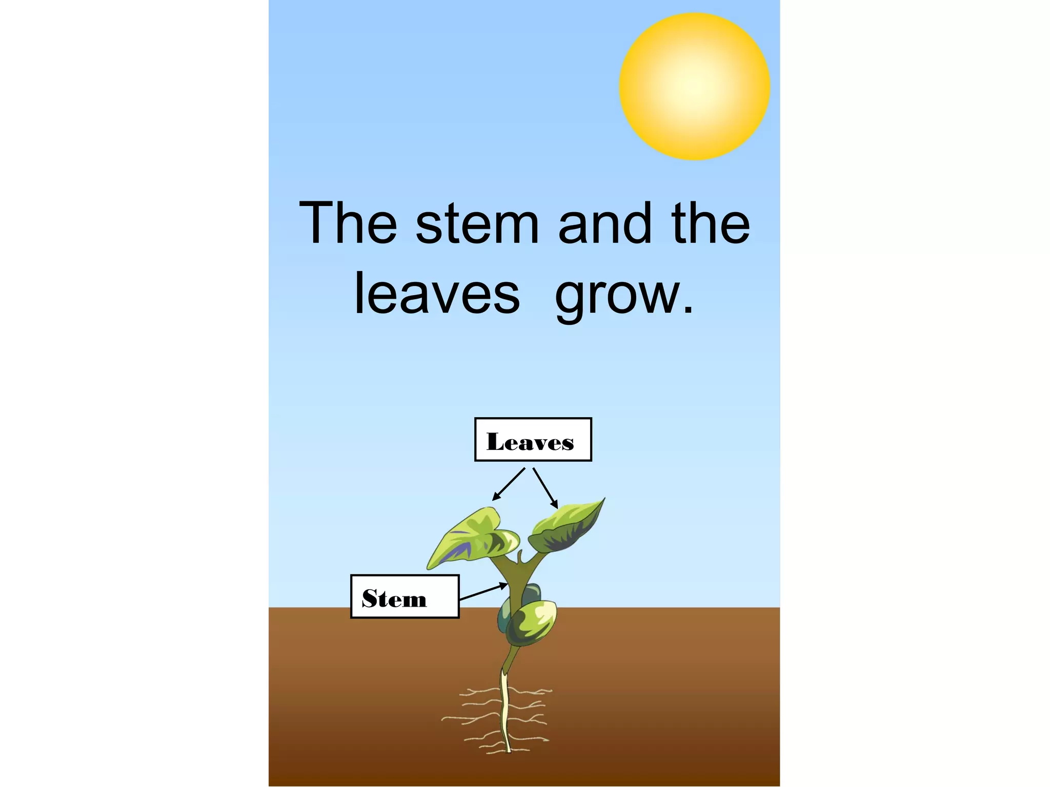 Life cycle of a plant | PPT