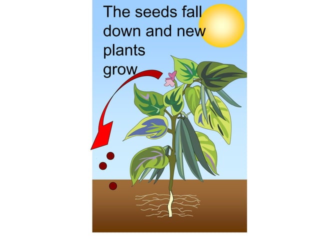 Life cycle of a plant | PPT | Gardening | Home & Garden