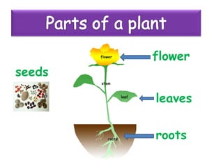 Life cycle of a plant | PPT