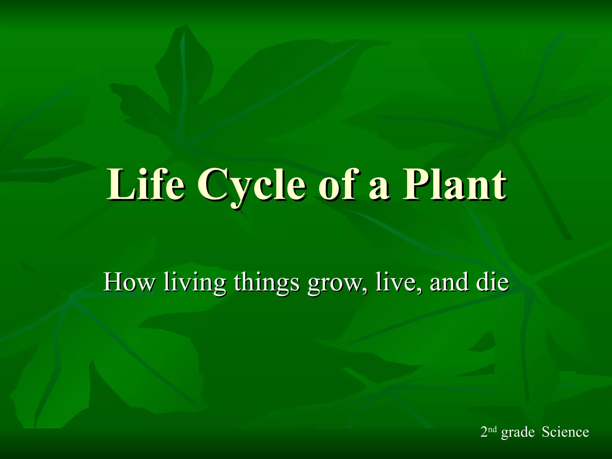 Life cycle of a plant vocabulary interactive | PPT