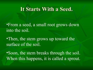 Life cycle of a plant vocabulary interactive | PPT