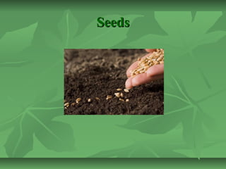 Life cycle of a plant pp1 | PPT