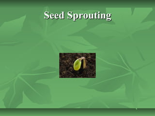 Life cycle of a plant pp1 | PPT