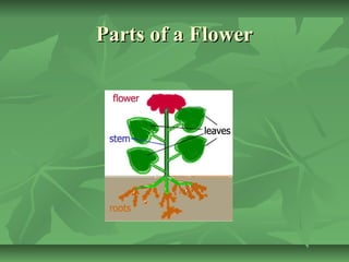 Life cycle of a plant pp1 | PPT