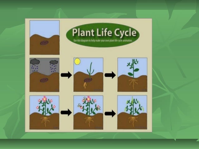 Life cycle of a plant pp1