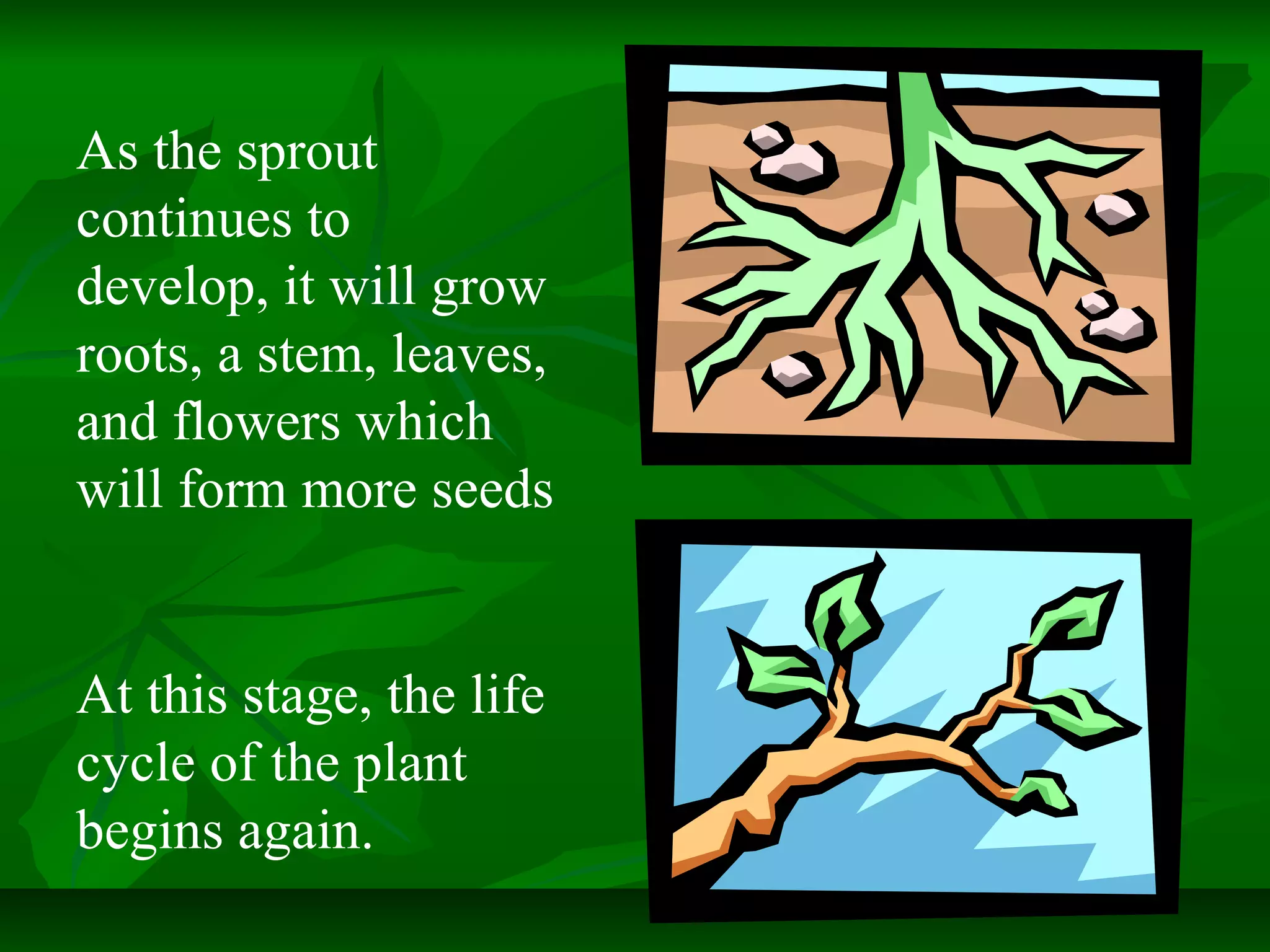 Life cycle of a plant (science) | PPT