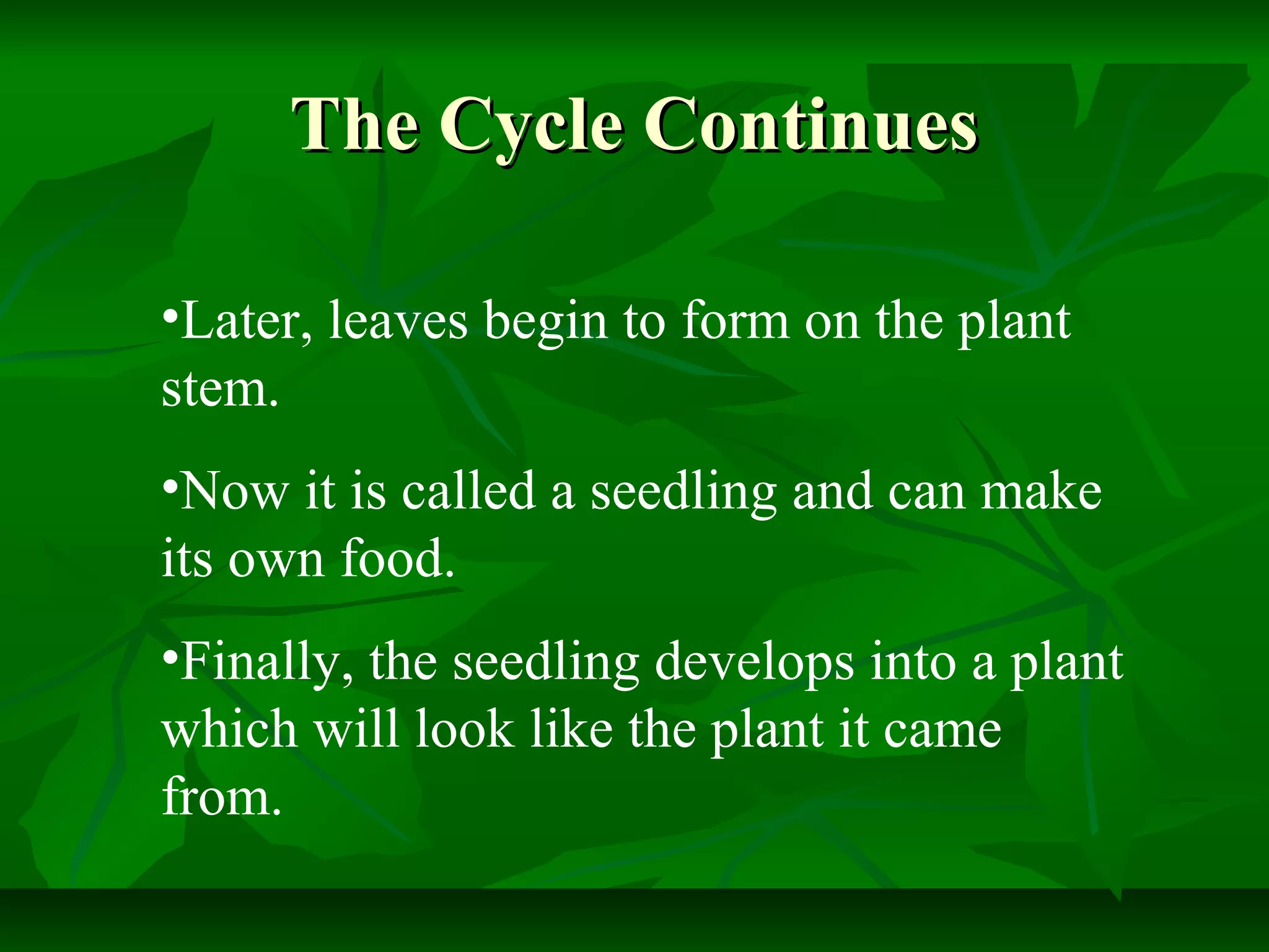 Life cycle of a plant (science) | PPT