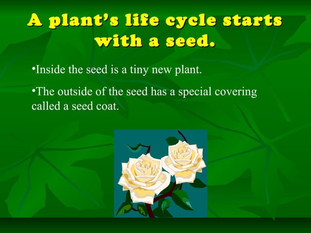 Life cycle of a plant (science) | PPT | Gardening | Home & Garden