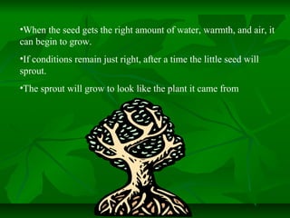 Life cycle of a plant (science) | PPT