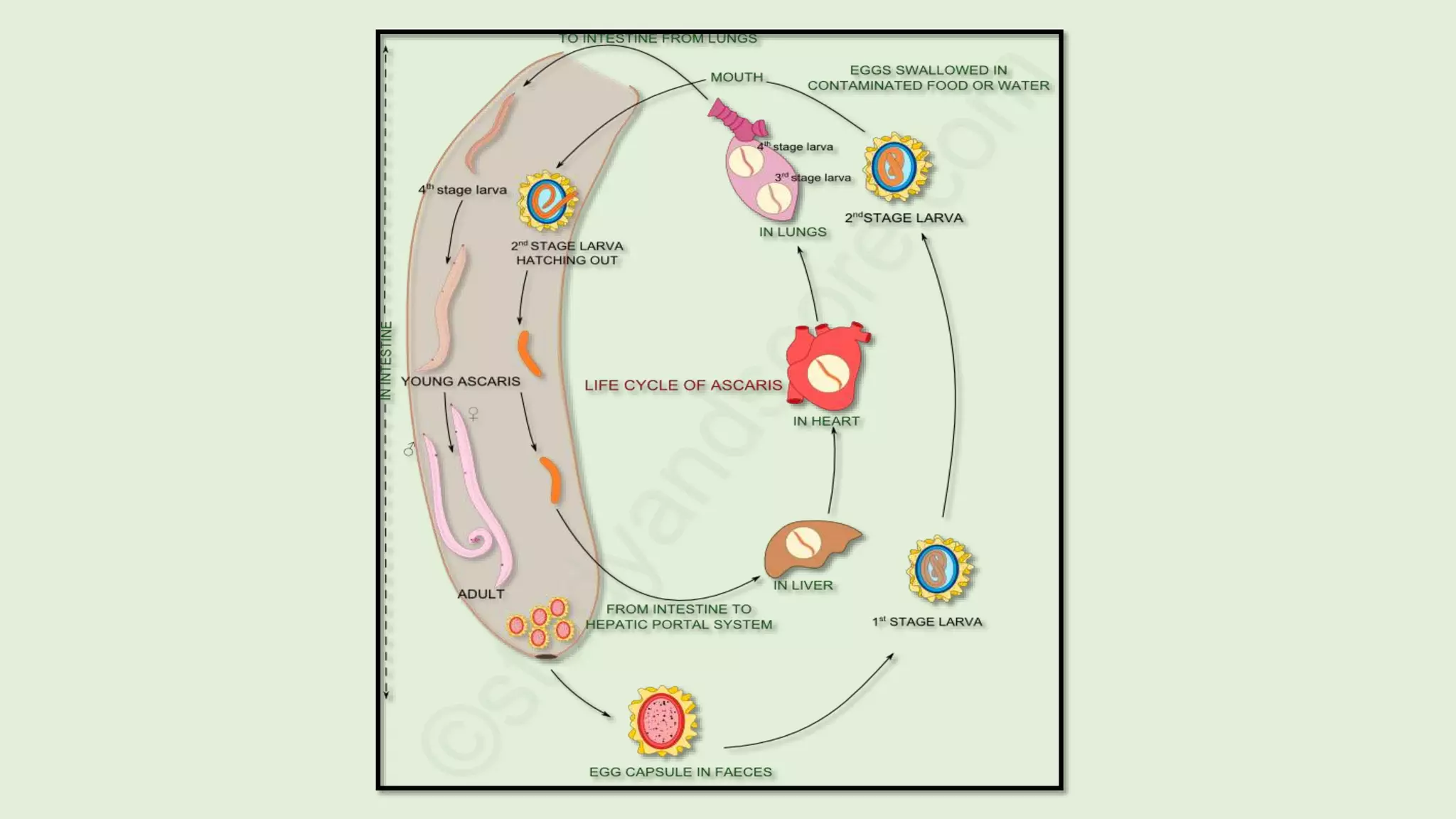 General feature of male & female Ascaris, comparison of Ascaris ,Life ...