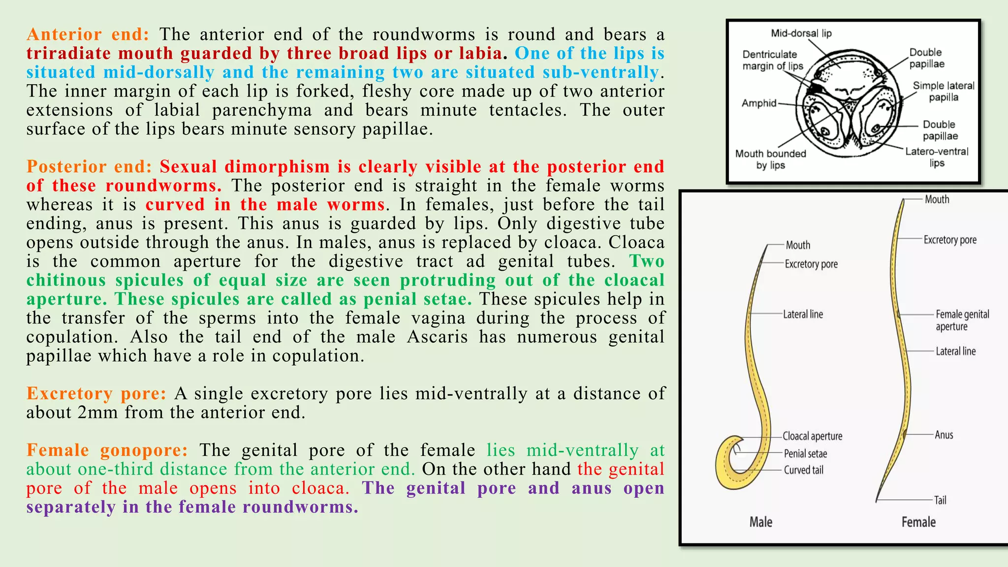 General feature of male & female Ascaris, comparison of Ascaris ,Life ...