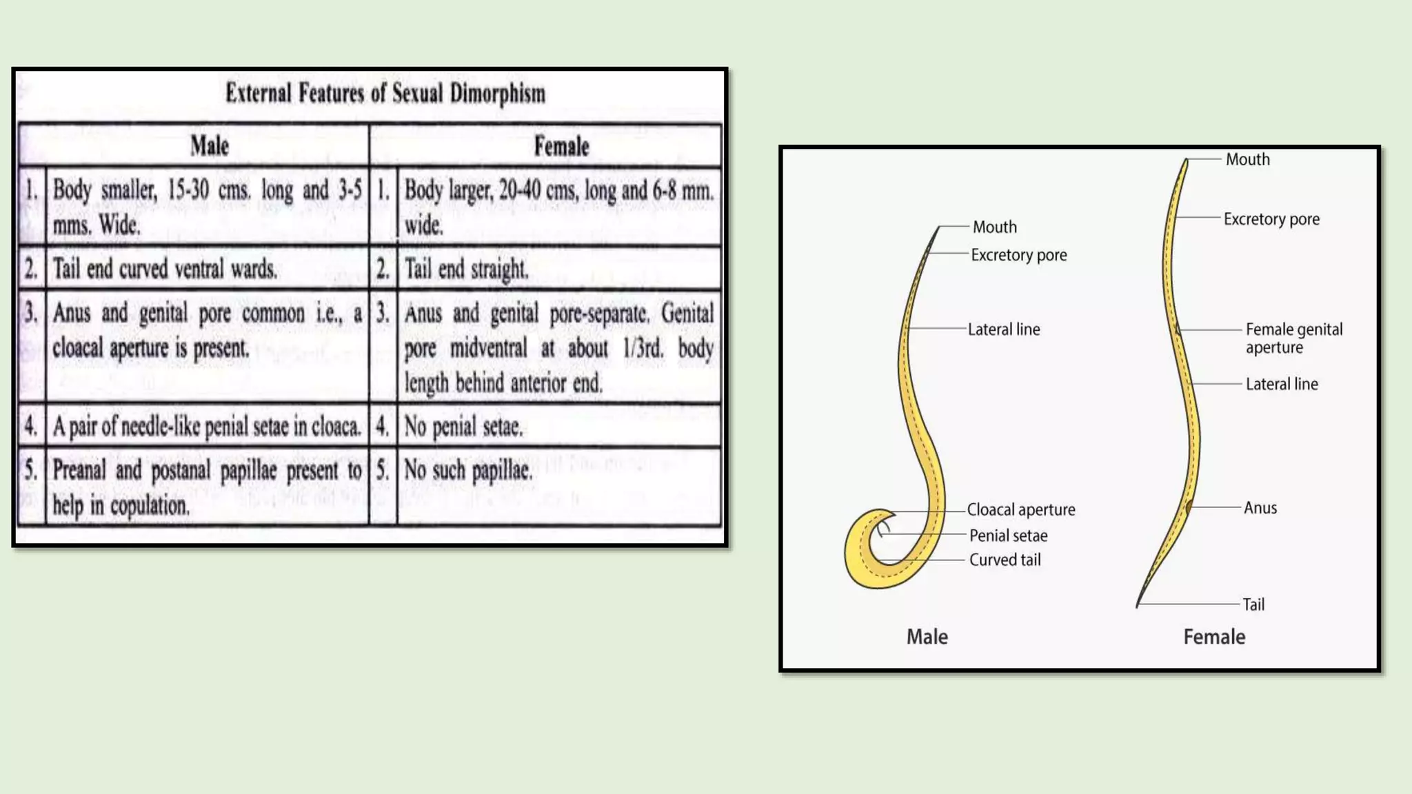 General feature of male & female Ascaris, comparison of Ascaris ,Life ...