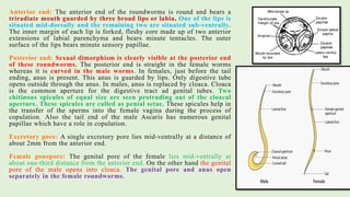 General feature of male & female Ascaris, comparison of Ascaris ,Life cycle of Ascaris, | PPTX