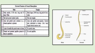 General feature of male & female Ascaris, comparison of Ascaris ,Life ...