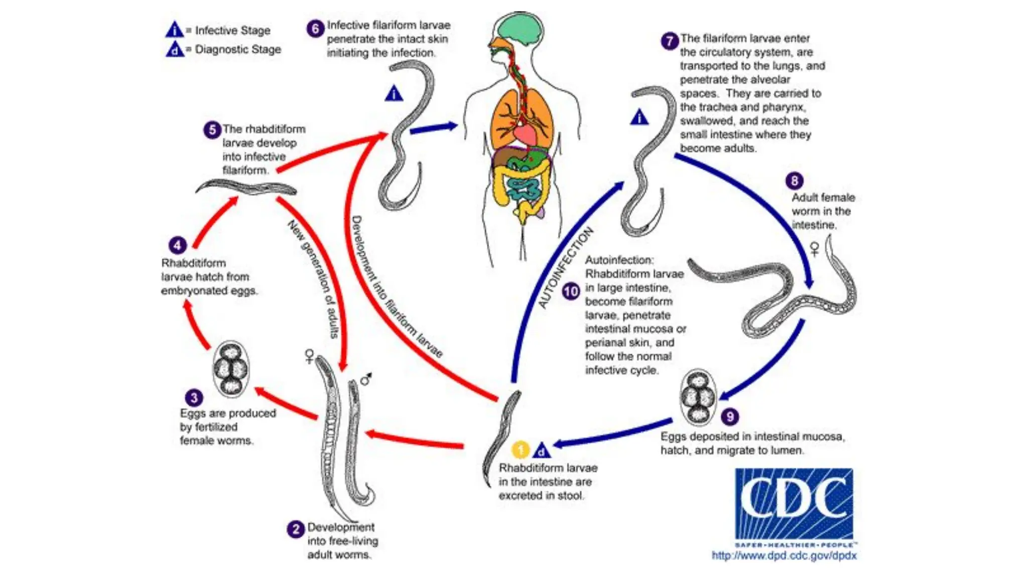 Life Cycle Of Ascaris Lumbricoides Pptx Pdf