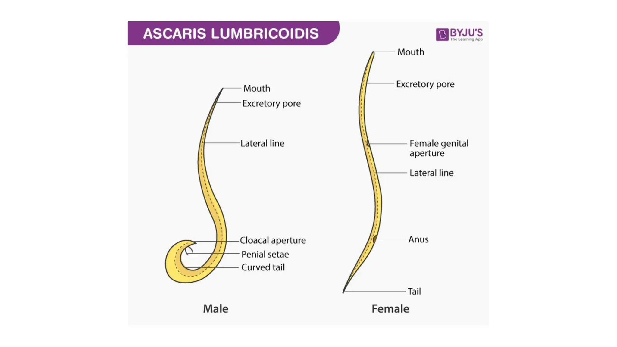 life cycle of ascaris lumbricoides.pptx.pdf