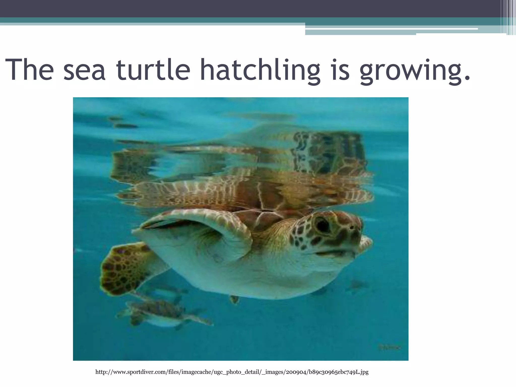 Life cycle of a sea turtle | PPTX