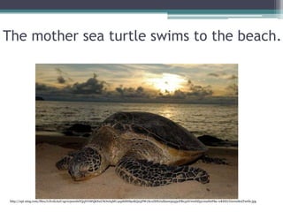 Life cycle of a sea turtle | PPTX
