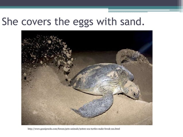 Life cycle of a sea turtle | PPTX