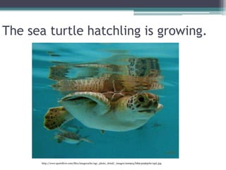 Life cycle of a sea turtle | PPTX