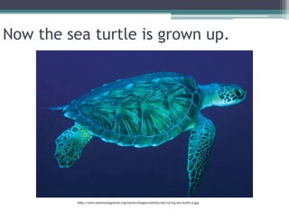 Life cycle of a sea turtle | PPTX
