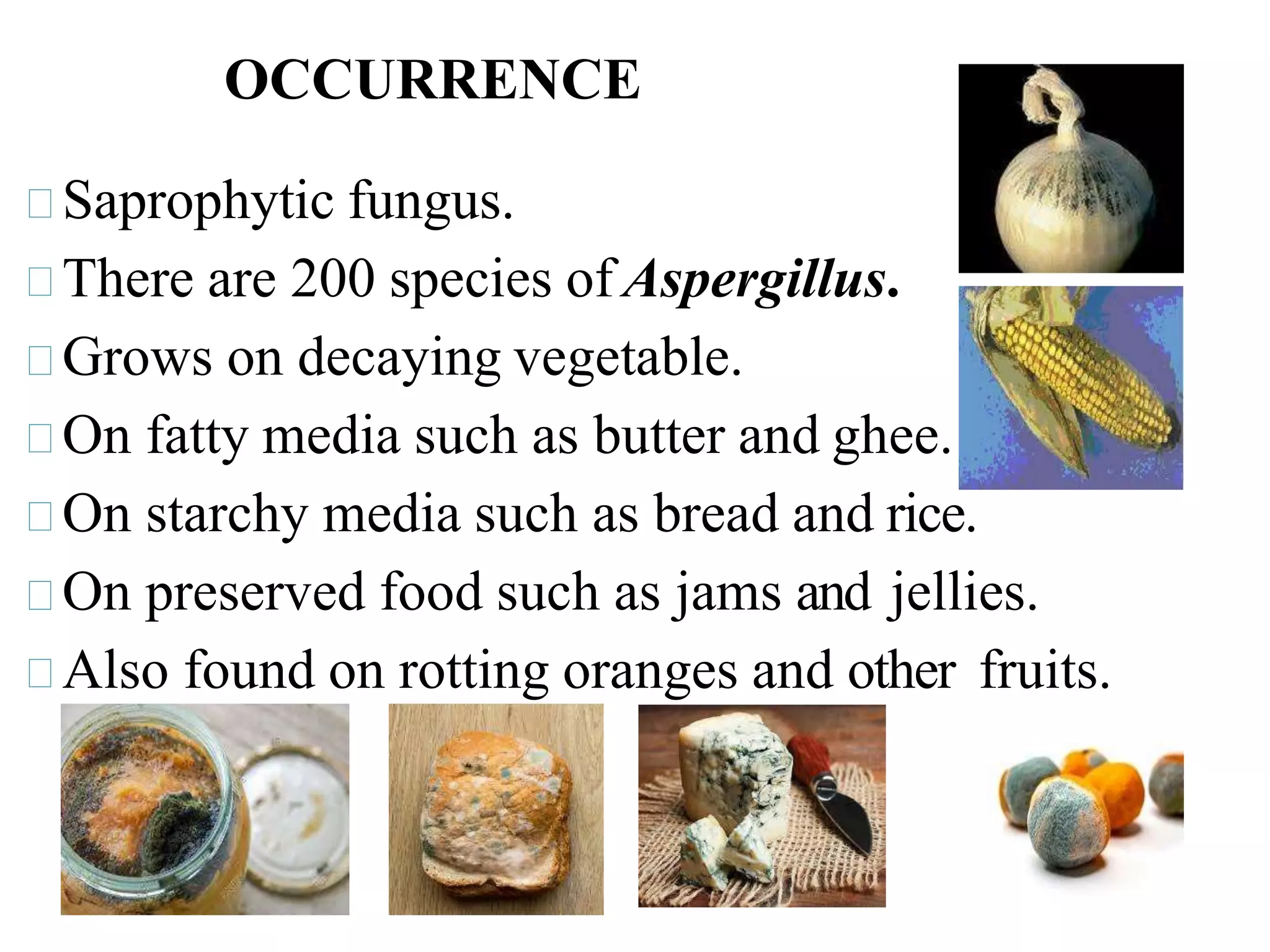 Life Cycle Of Aspergillus Ppt