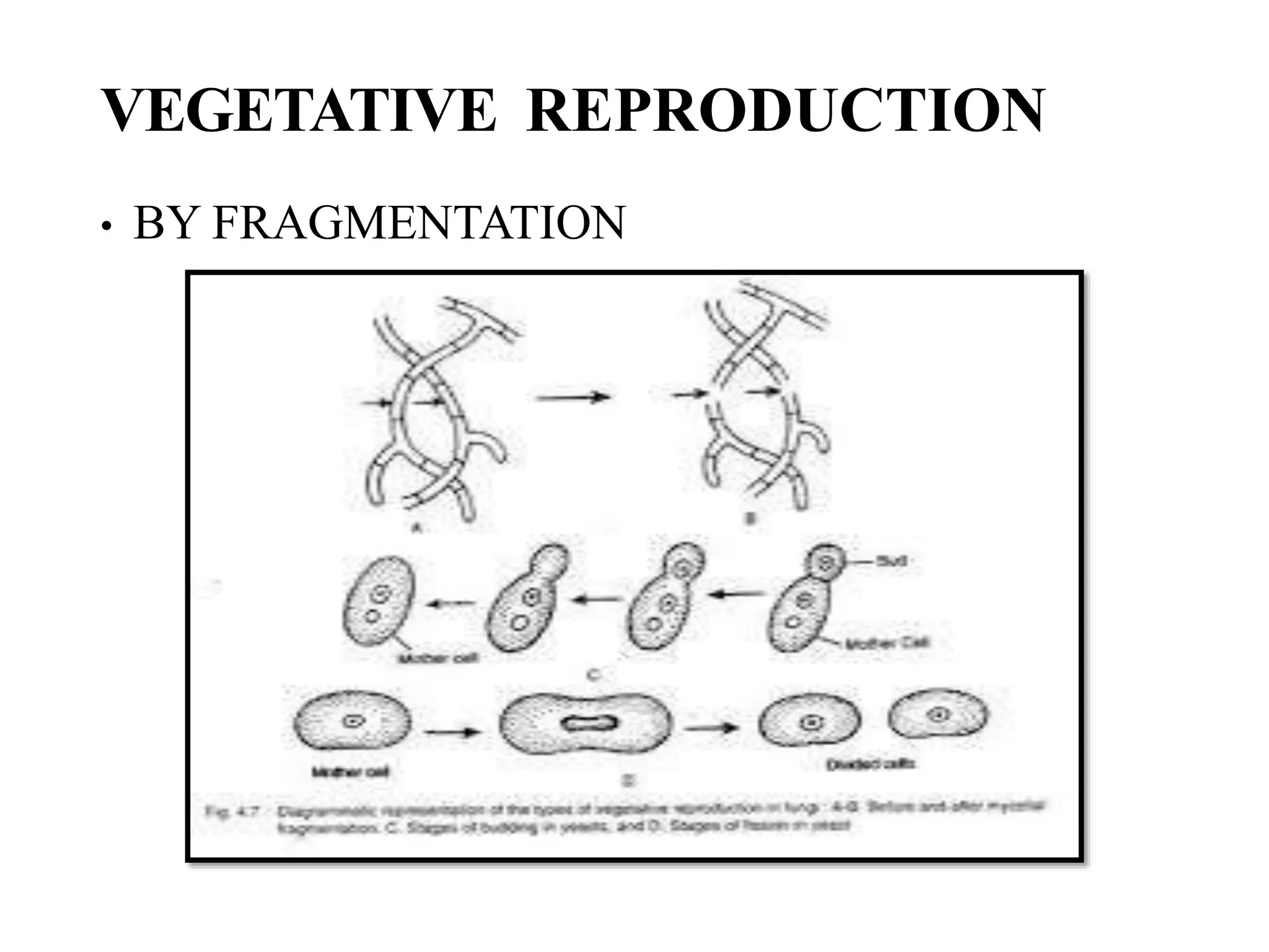 Life Cycle Of Aspergillus Ppt