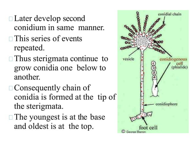 Life Cycle Of Aspergillus Ppt